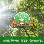 Toms River Tree Service and Tree Removal - Tree Removal & Service in ...